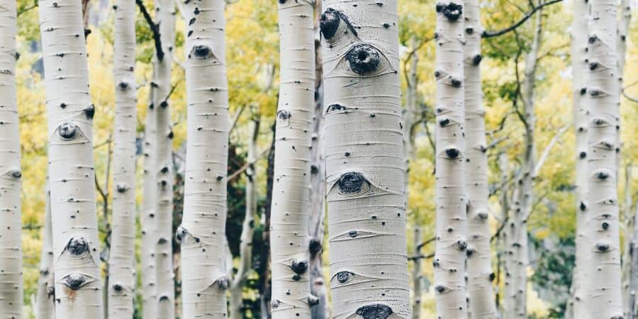 What is Birch Sap? Health Benefits, Use of Birch Water | The Healthy ...