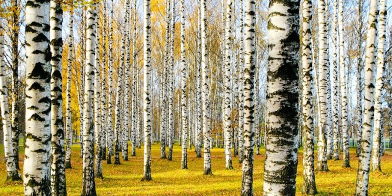 What is Birch Sap? Health Benefits, Use of Birch Water | The Healthy ...